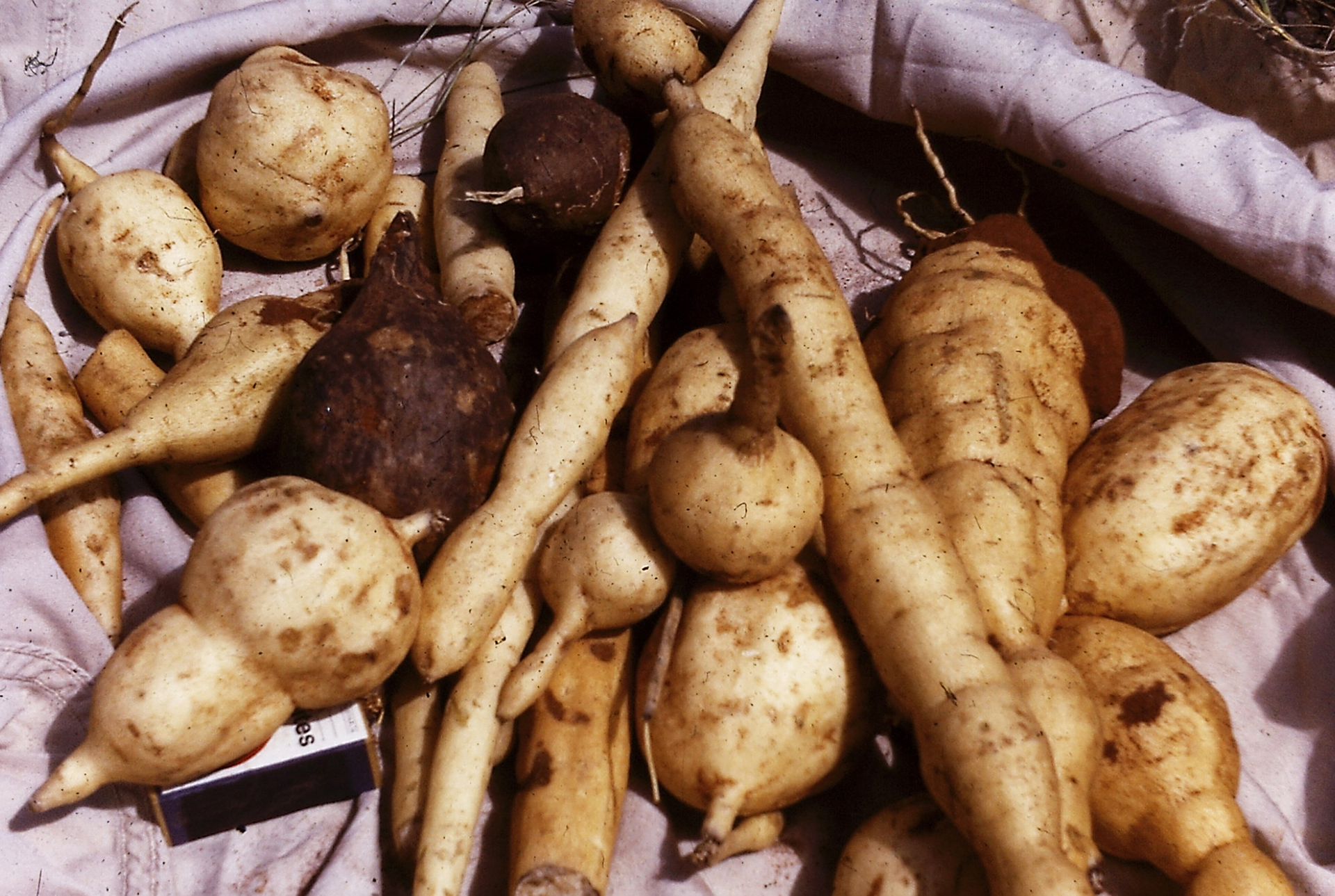 Post Galleries - Wild Foods by Vic Cherikoff